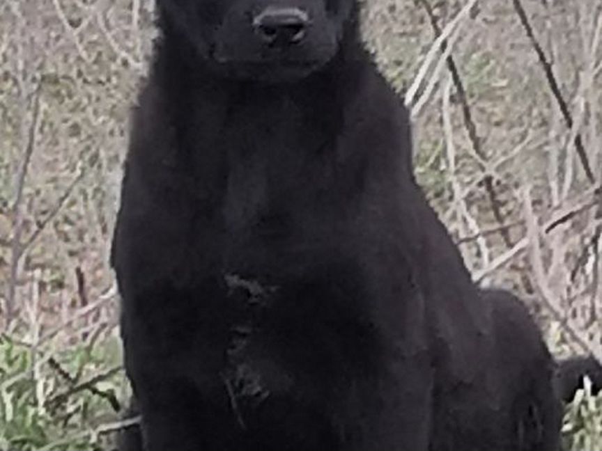 Немецкая овчарка