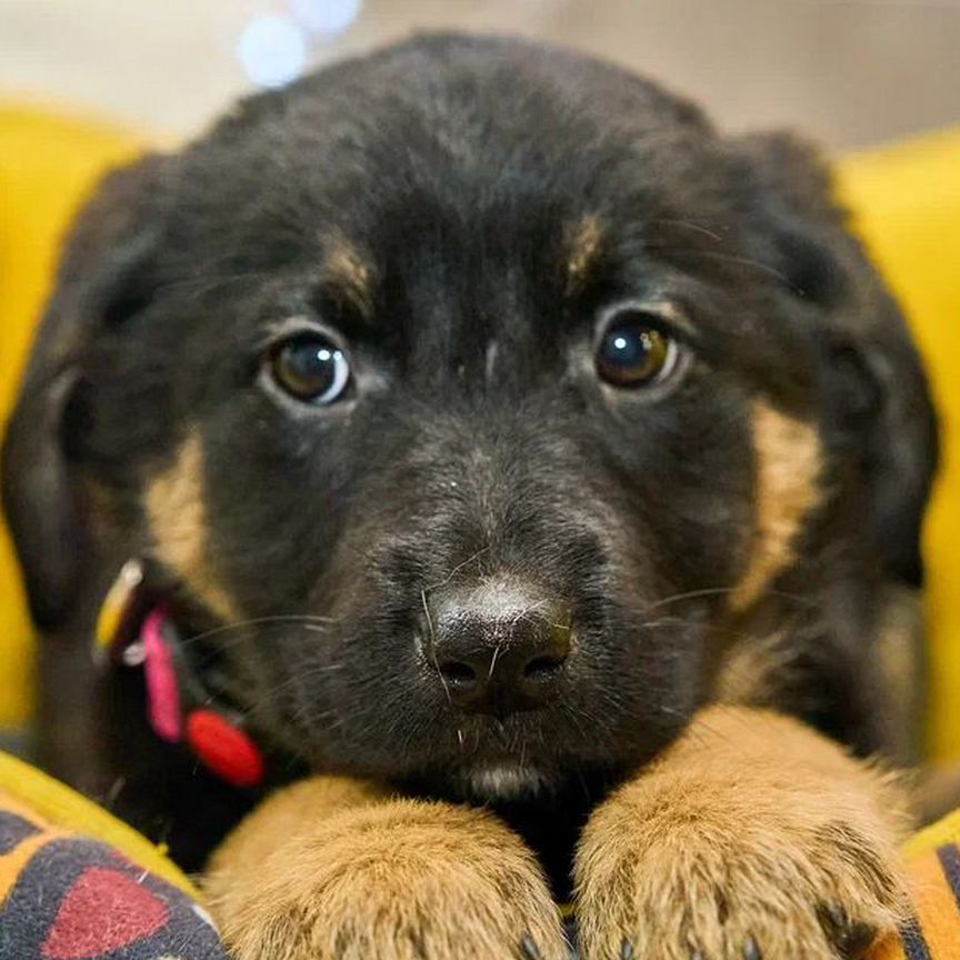 Щенок в добрые руки