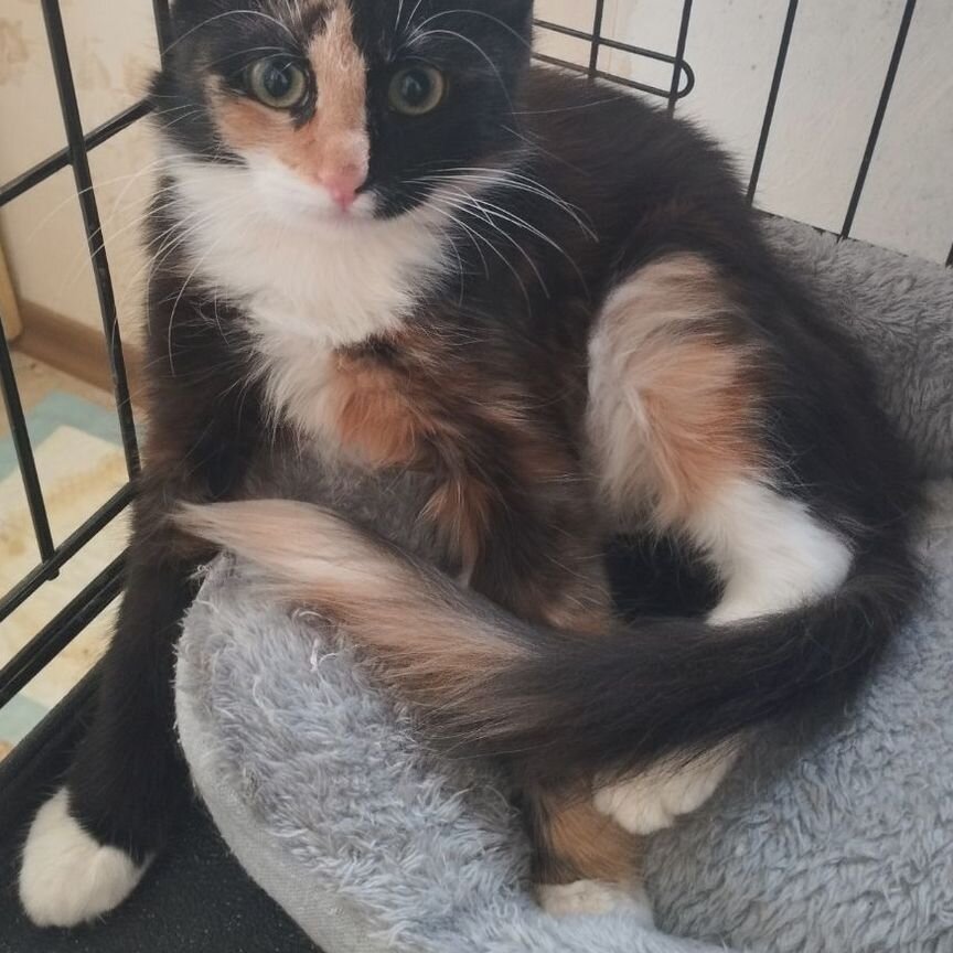 Кошка Альфика 4 мес