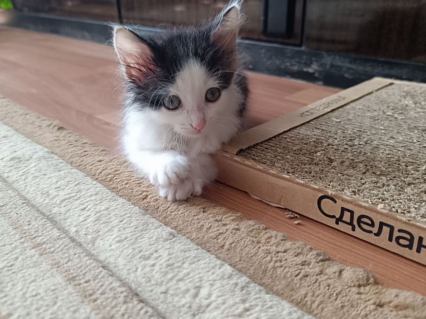 Отдадим котёнка, кошечка, примерно 1 месяц