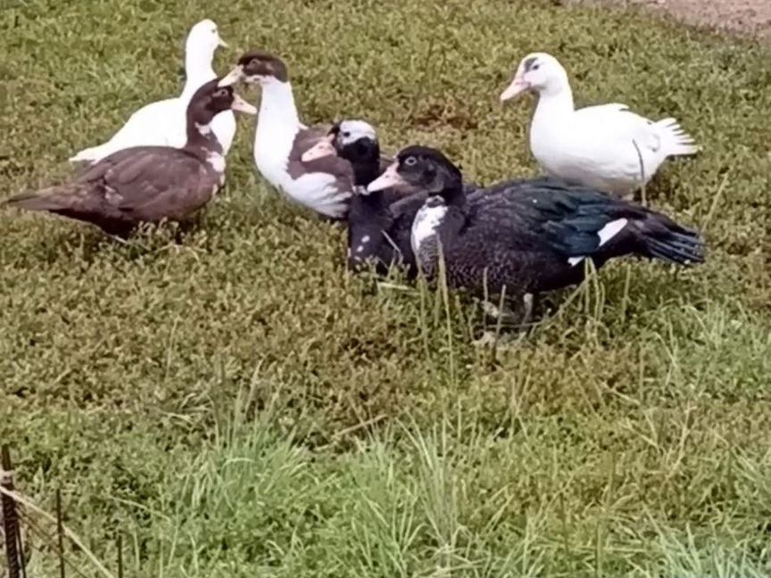 Индоутки семья на племя