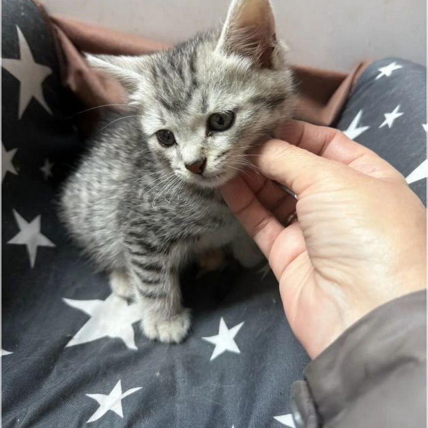 Котёнок в добрые руки