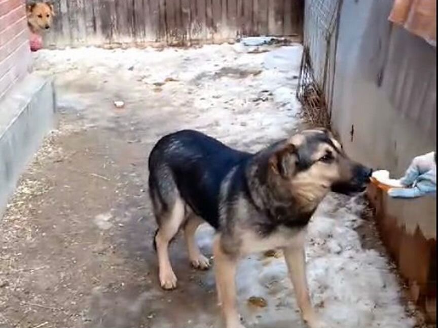 Привет от Проши