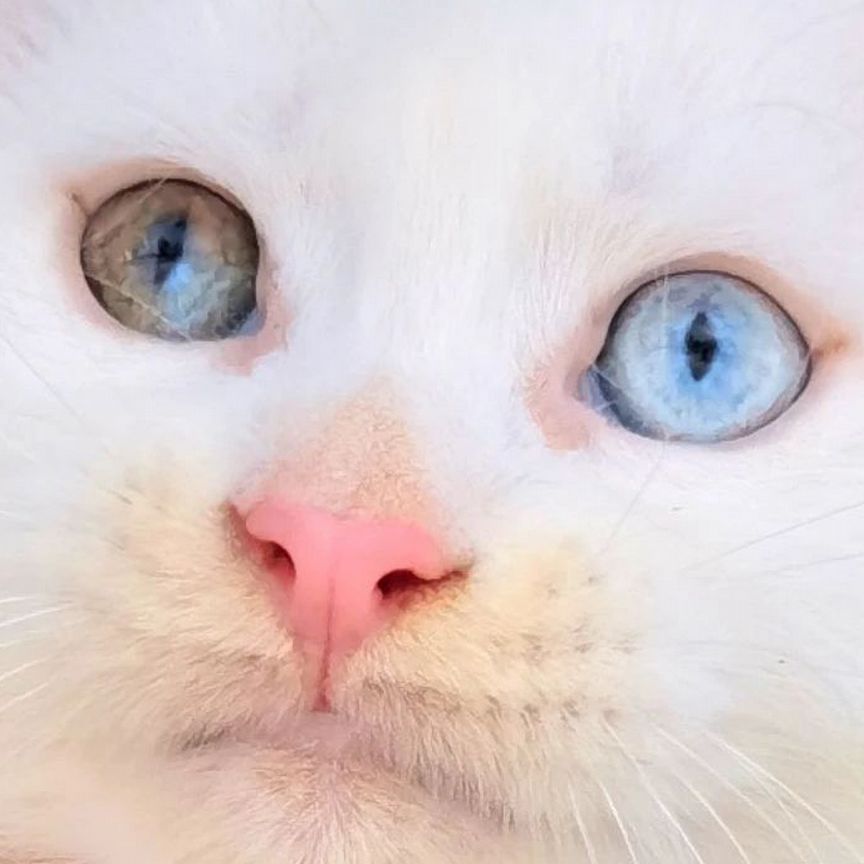 Мейн-кун котёнок