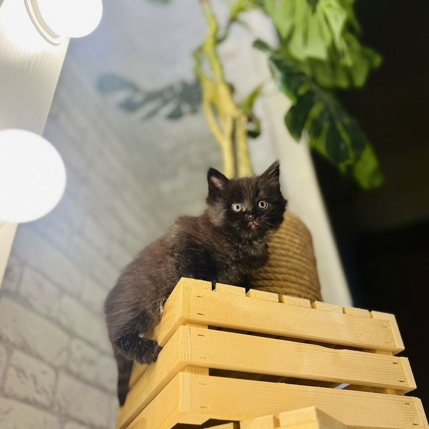 Шоколадная зайка