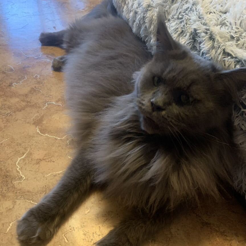 Мейн-кун кошечка