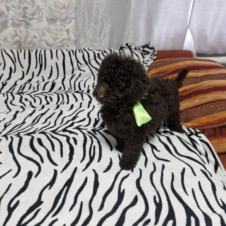 Малый пудель мальчик