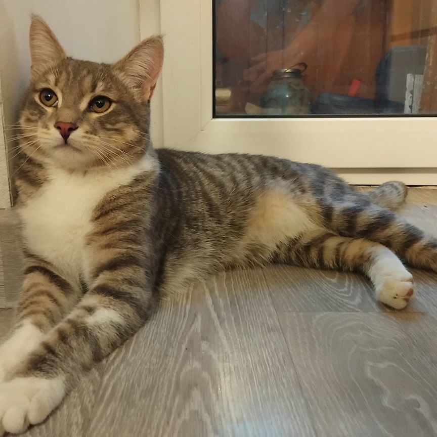 Котик 7 месяцев