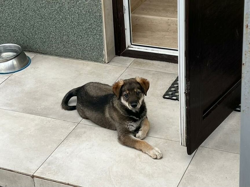 Собака(щенок) мальчик