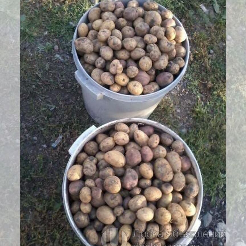 Продам картофель на корм скоту