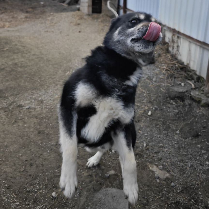 Взрослый пёс в добрые руки