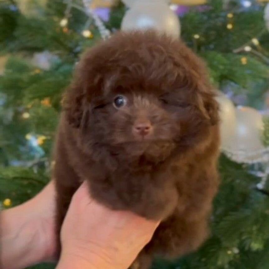 Мальтипу, щенок