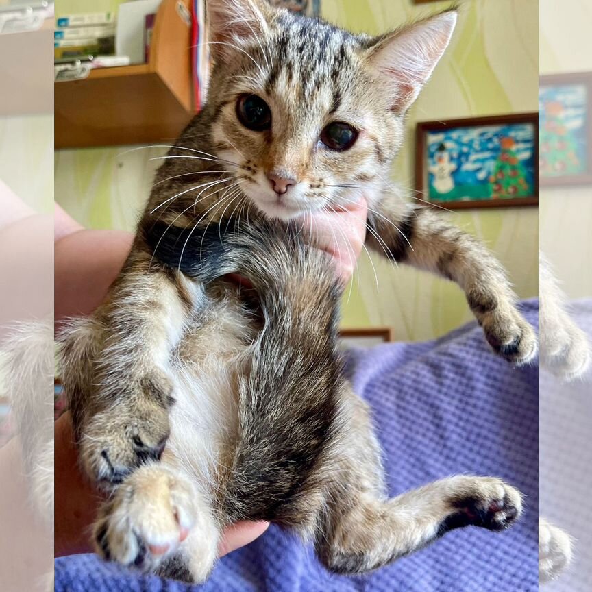 Котята в добрые руки бесплатно