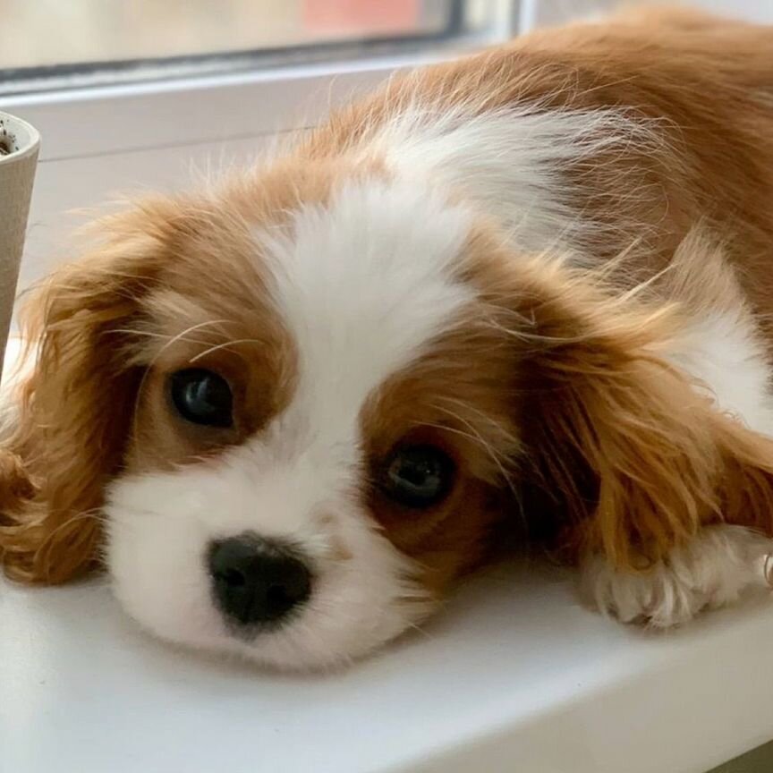 Кавалер кинг-чарльз-спаниель, щенок