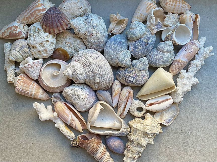 Морские ракушки