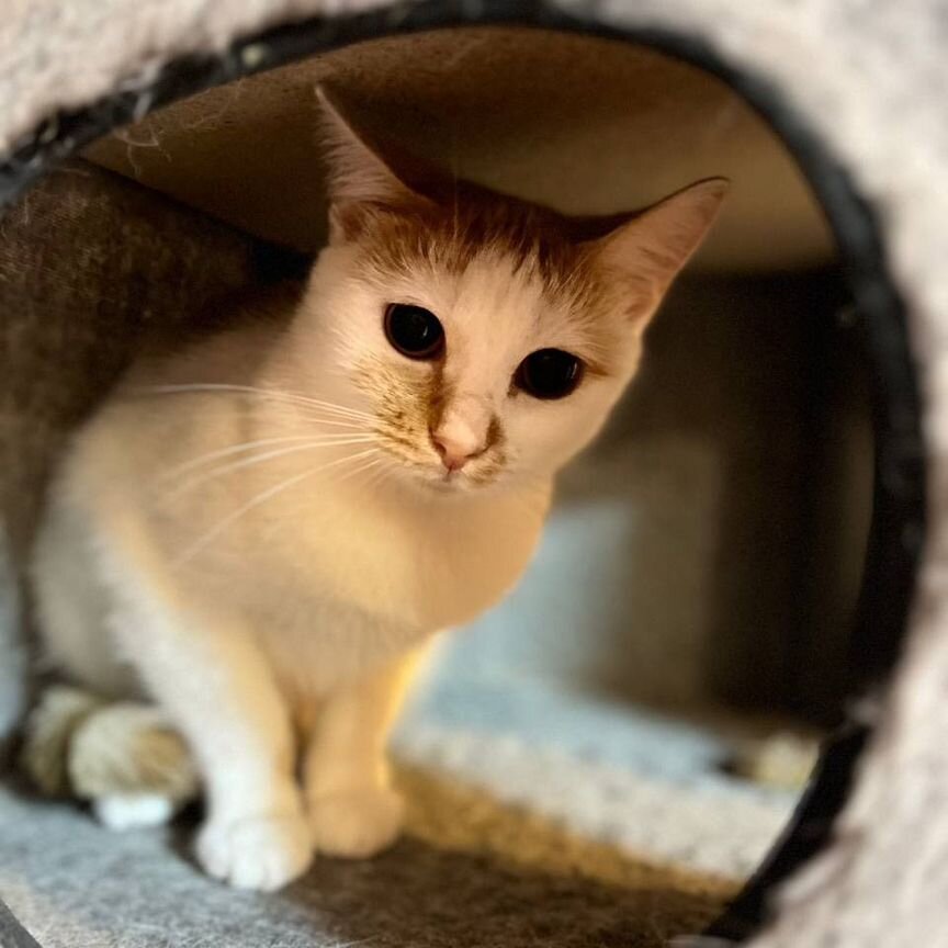 Кошка из приюта в добрые руки