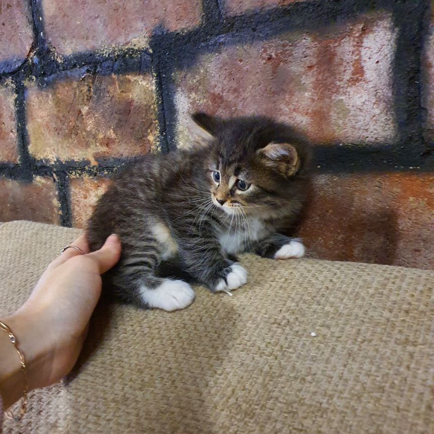 Котенок мальчик турецкой ангоры
