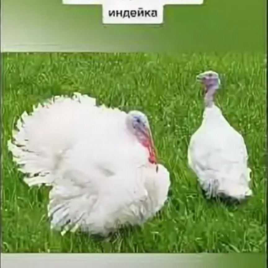 Индюк живым весом