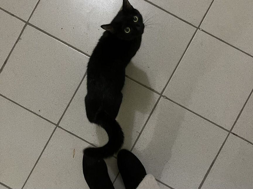 Черная Кошка
