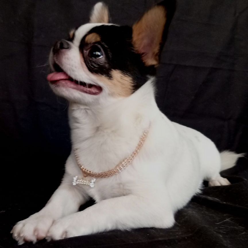 Чихуахуа, щенок