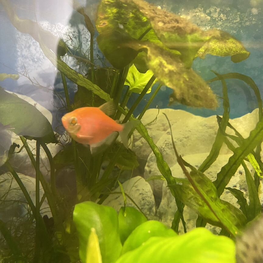 Рыбы тернеция обмен