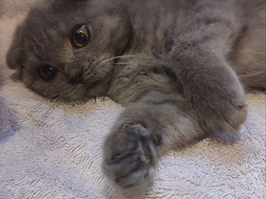 Шотландская