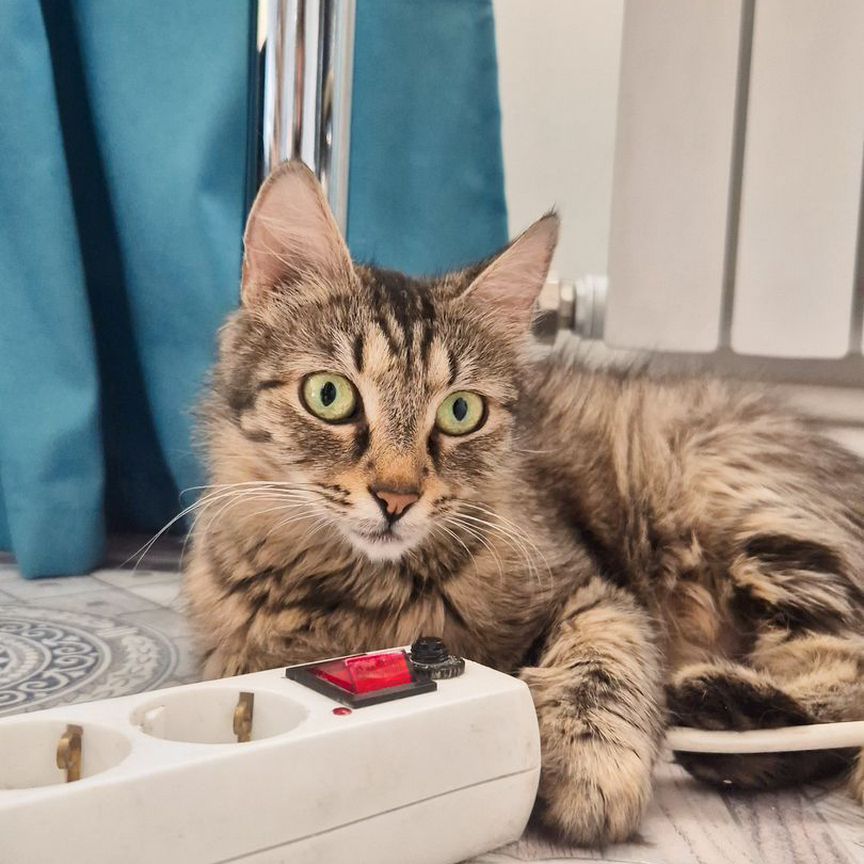 Кошка и котенок