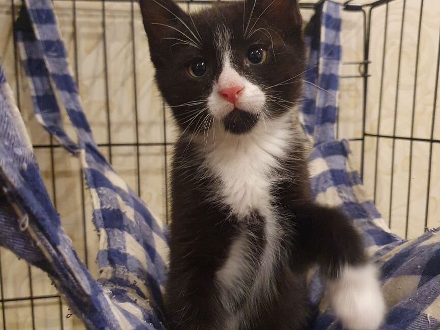 Котёнок маркиз