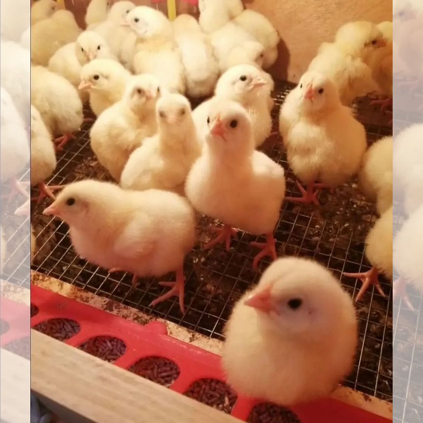 Цыплята бройлеры суточные Венгрия