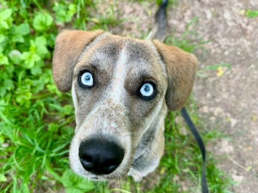 Миниатюрная собака в добрые руки