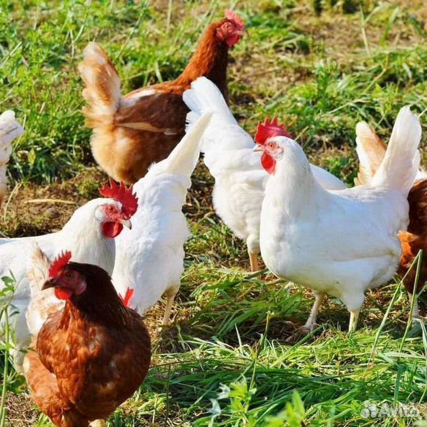 Куры несушки