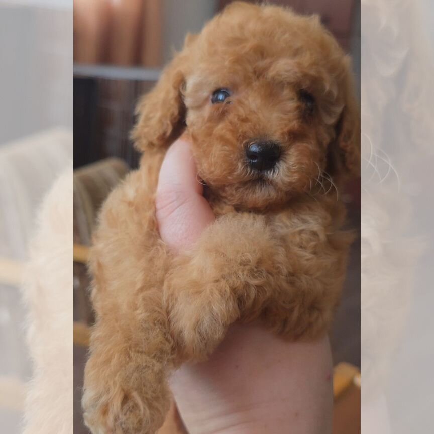 Карликовый пудель, щенок