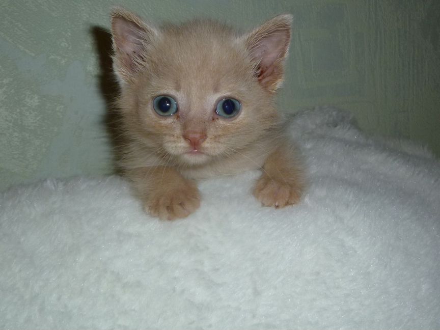 Малышарик ищет дом