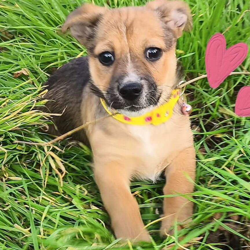 Щенок в добрые руки