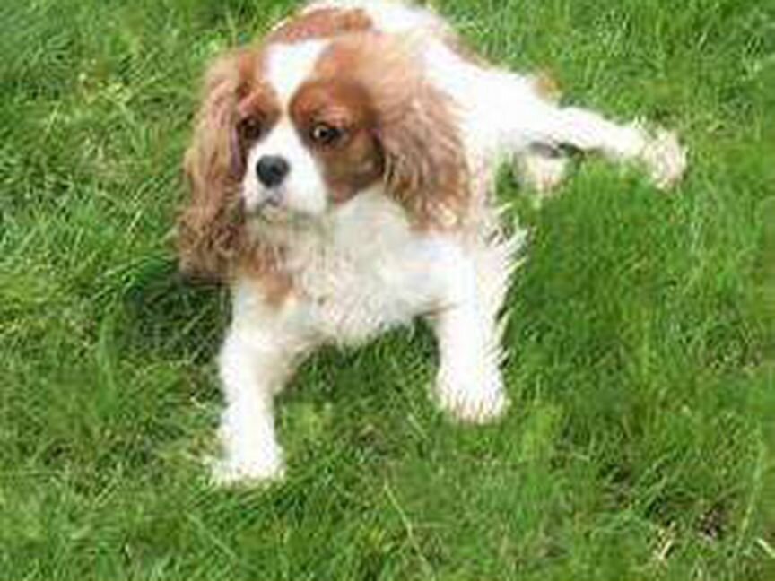 Кавалер кинг чарльз спаниель