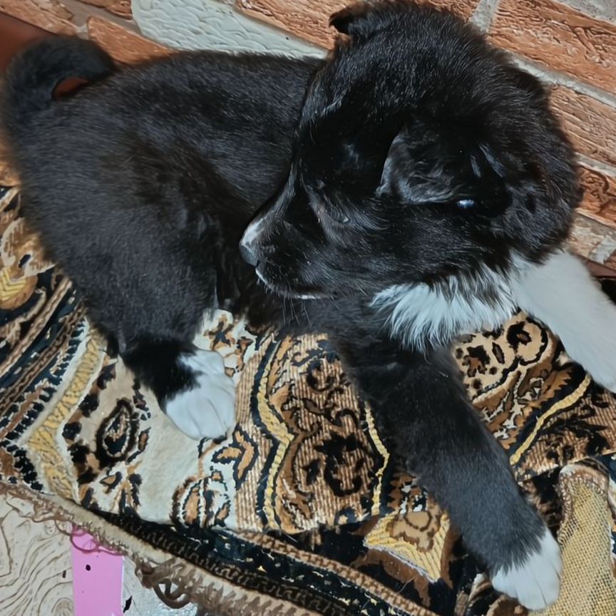 Восточносибирская лайка, щенок