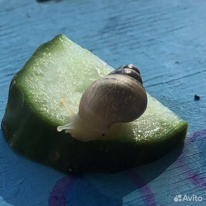 Улитки ахатины