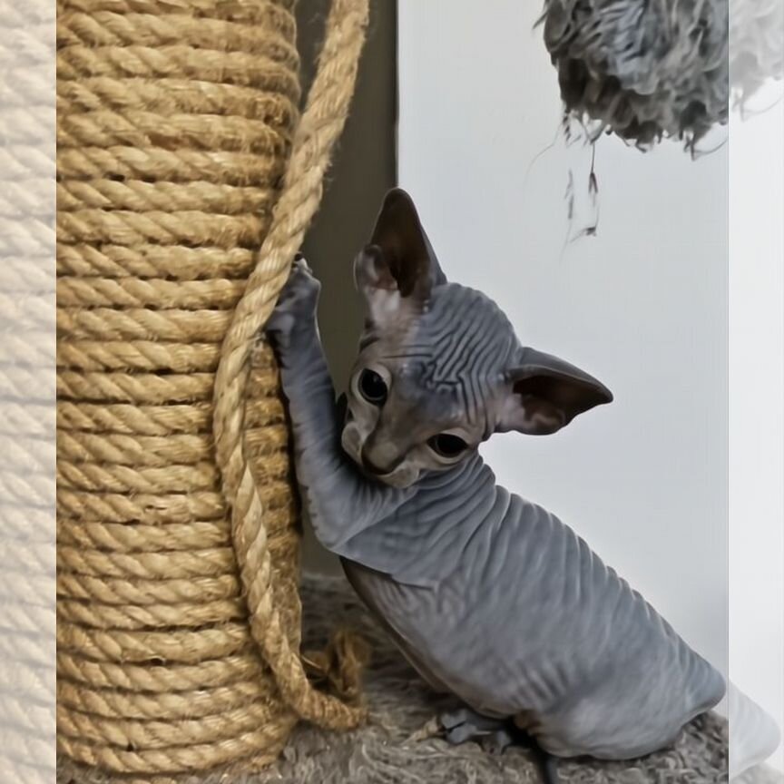 Канадский сфинкс котёнок