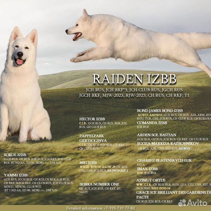 Белая швейцарская овчарка (бшо) - вязка