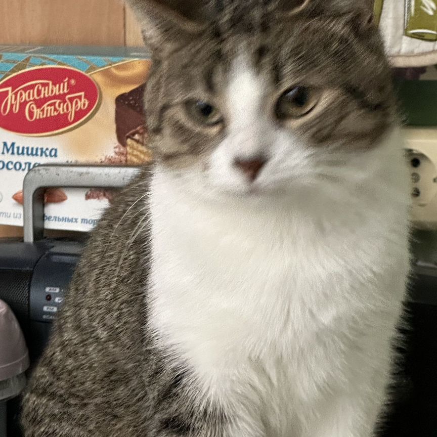 Маленький котик Мейсон