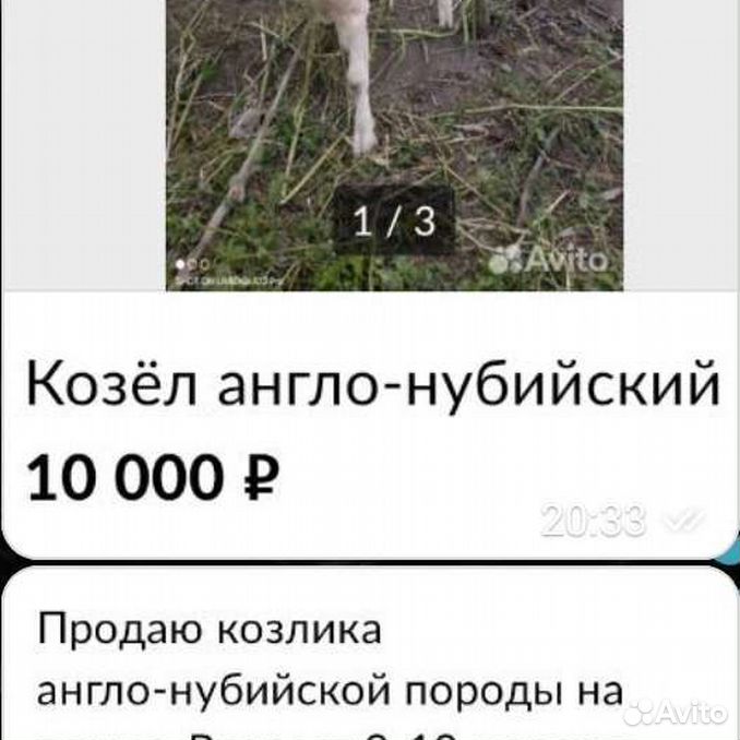 Нубийский козел