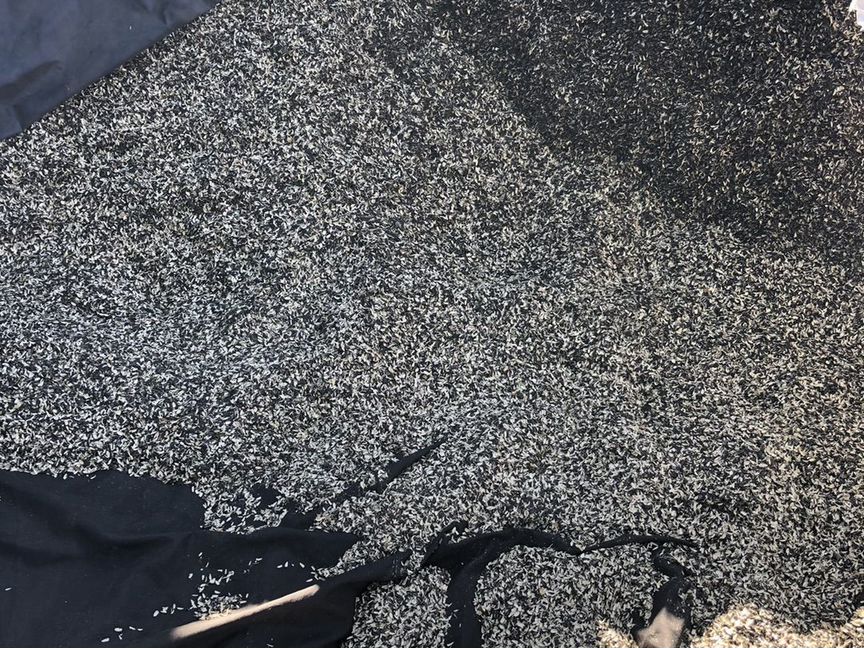 Шелуха,лузга подсолнечника