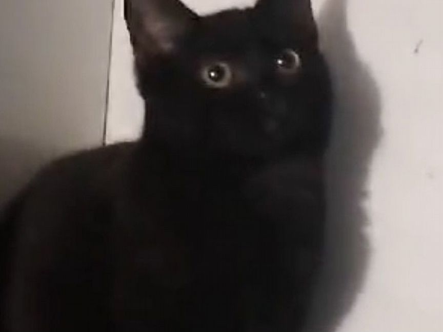 Кошка в дар