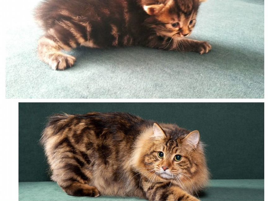 Котята курильский бобтейл