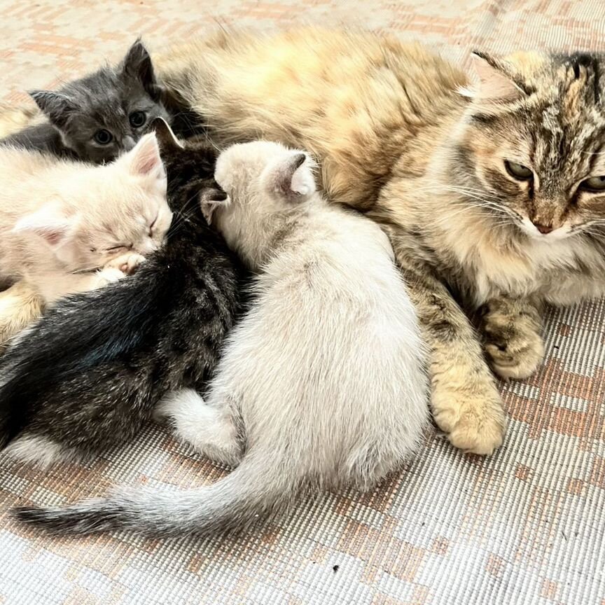 Котята в добрые руки