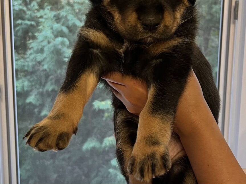 Щенок ищет дом