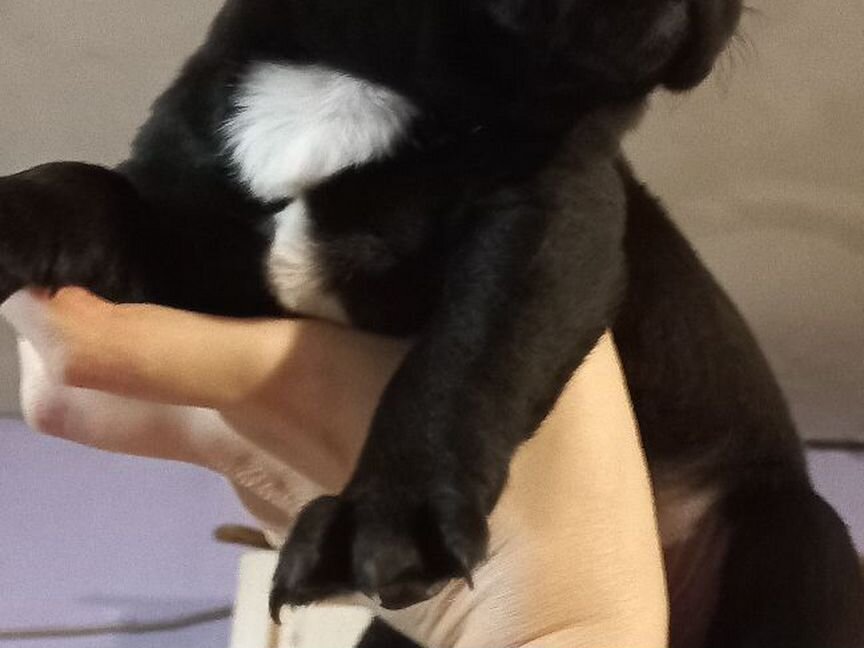 Собаки щенки бесплатно