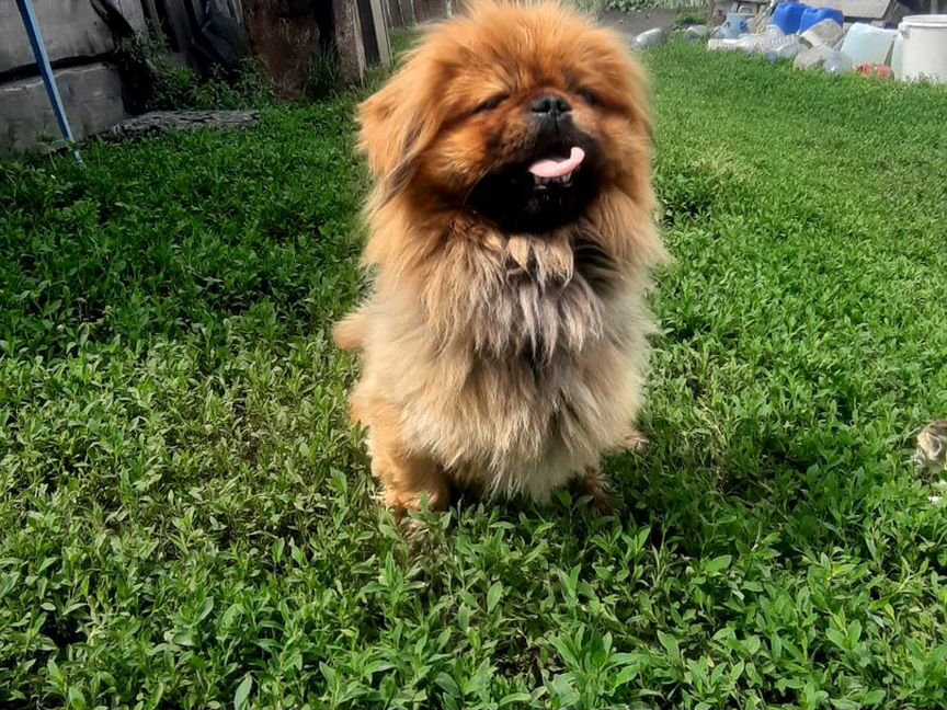 Ищем девочку для вязки пикинес