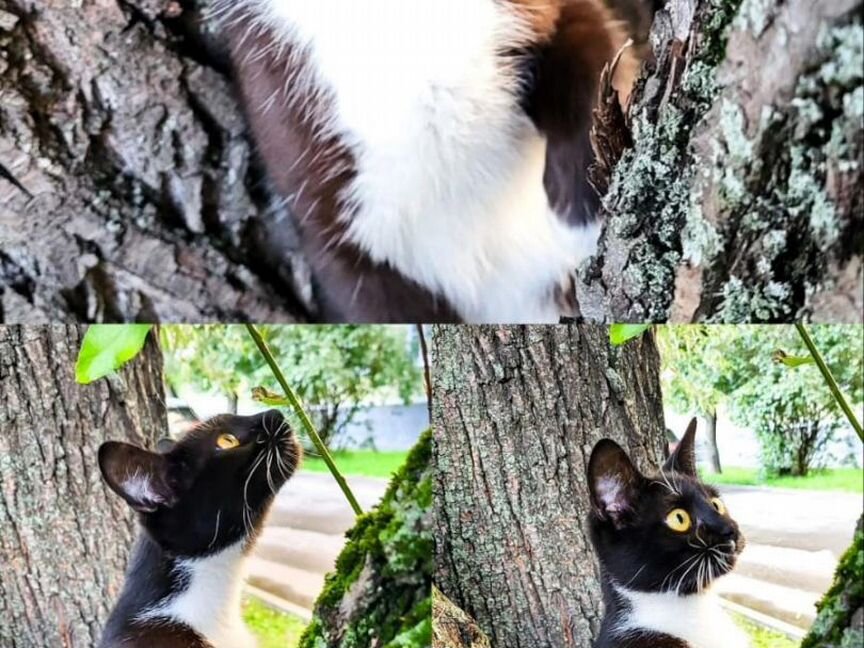 Кошки в добрые руки бесплатно в Москве