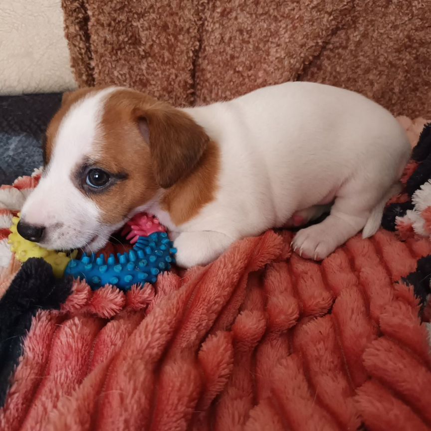 Продаю девочку джек рассел терьер